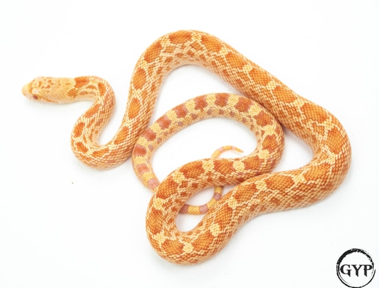 Red Albino Sonoran Gopher Snake by Gopher Your Pet