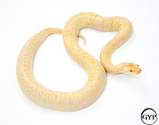 Albino Granite Burmese Python by Gopher Your Pet