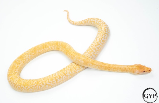 Albino Granite Burmese Python by Gopher Your Pet