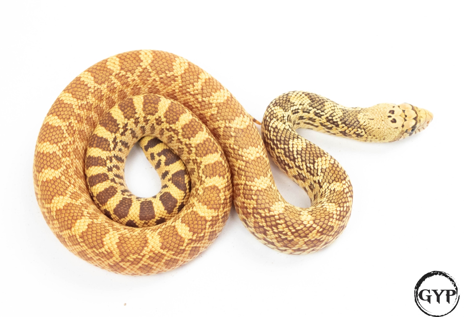 Trumbower Hypo Het Ballum Axanthic/Albino Bullsnake by Gopher Your Pet ...