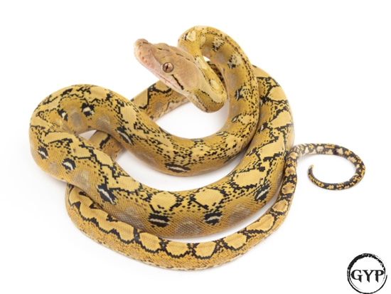 Platinum Reticulated Python by Gopher Your Pet