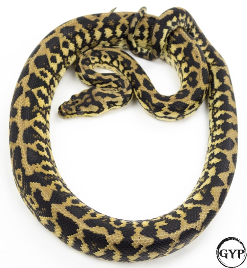 Jungle/Coastal Carpet Python Other Carpet Python by Gopher Your Pet