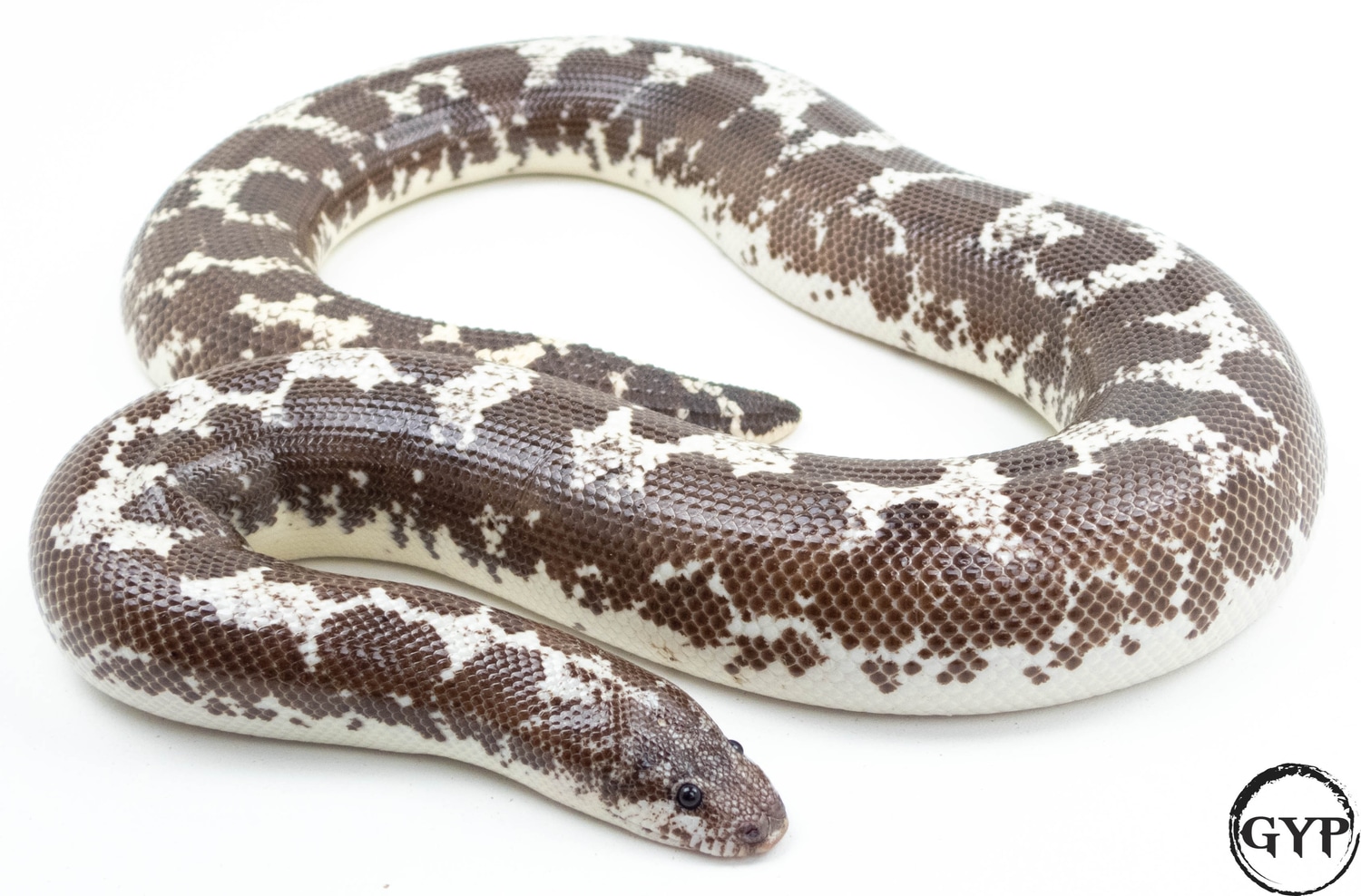 Anery 100% Het Albino Kenyan Sand Boa by Gopher Your Pet - MorphMarket