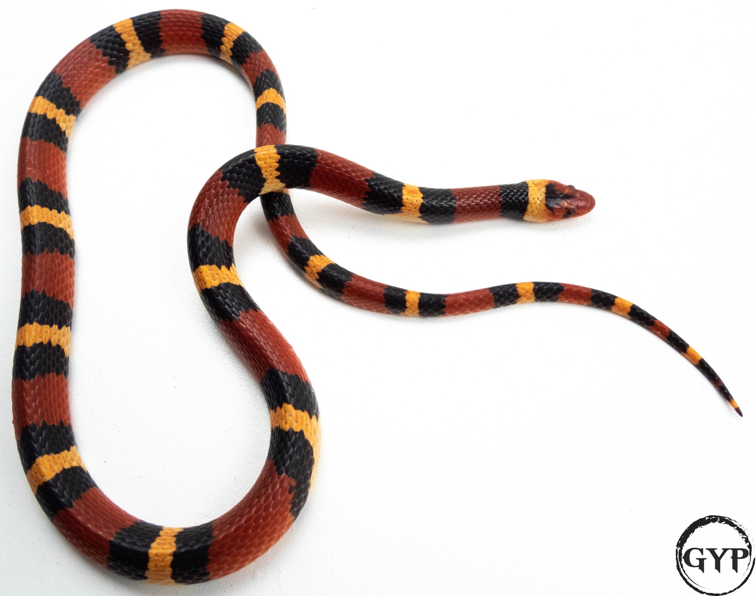 Scarlet Kingsnake by Gopher Your Pet - MorphMarket