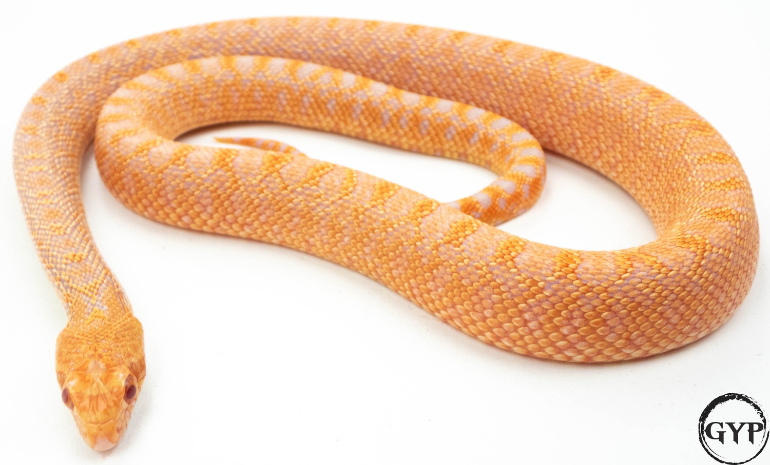 Red Albino Bullsnake by Gopher Your Pet - MorphMarket