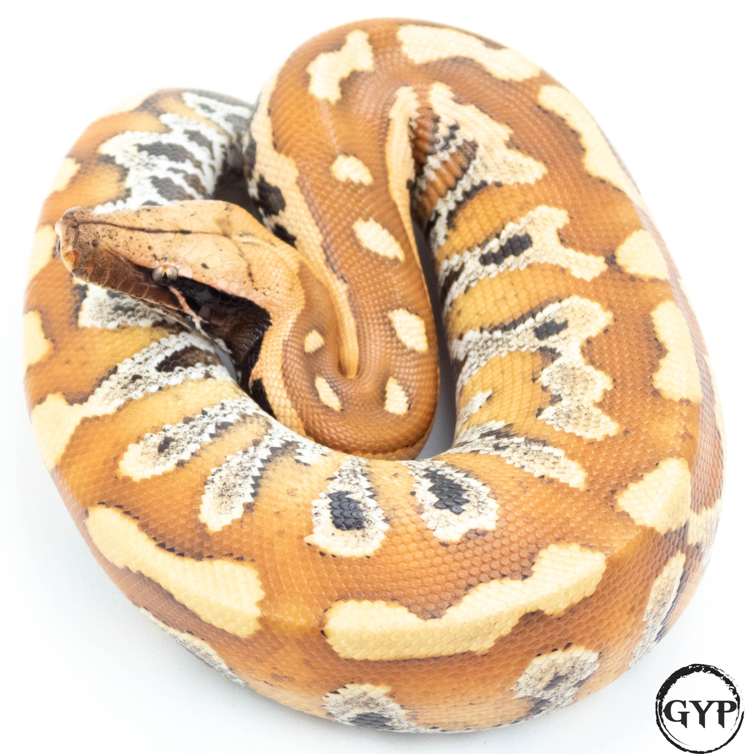 Het T Positive Blood Python by Gopher Your Pet - MorphMarket