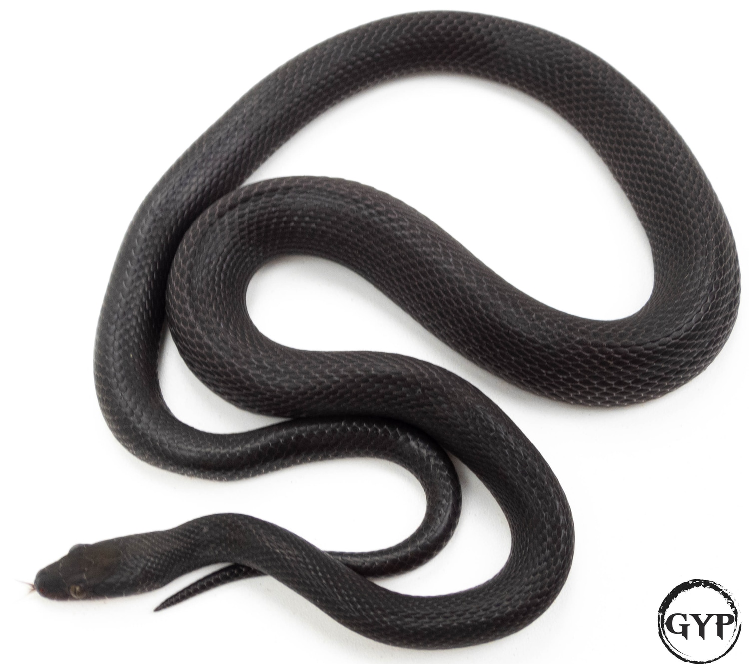 Black African House Snake by Gopher Your Pet - MorphMarket