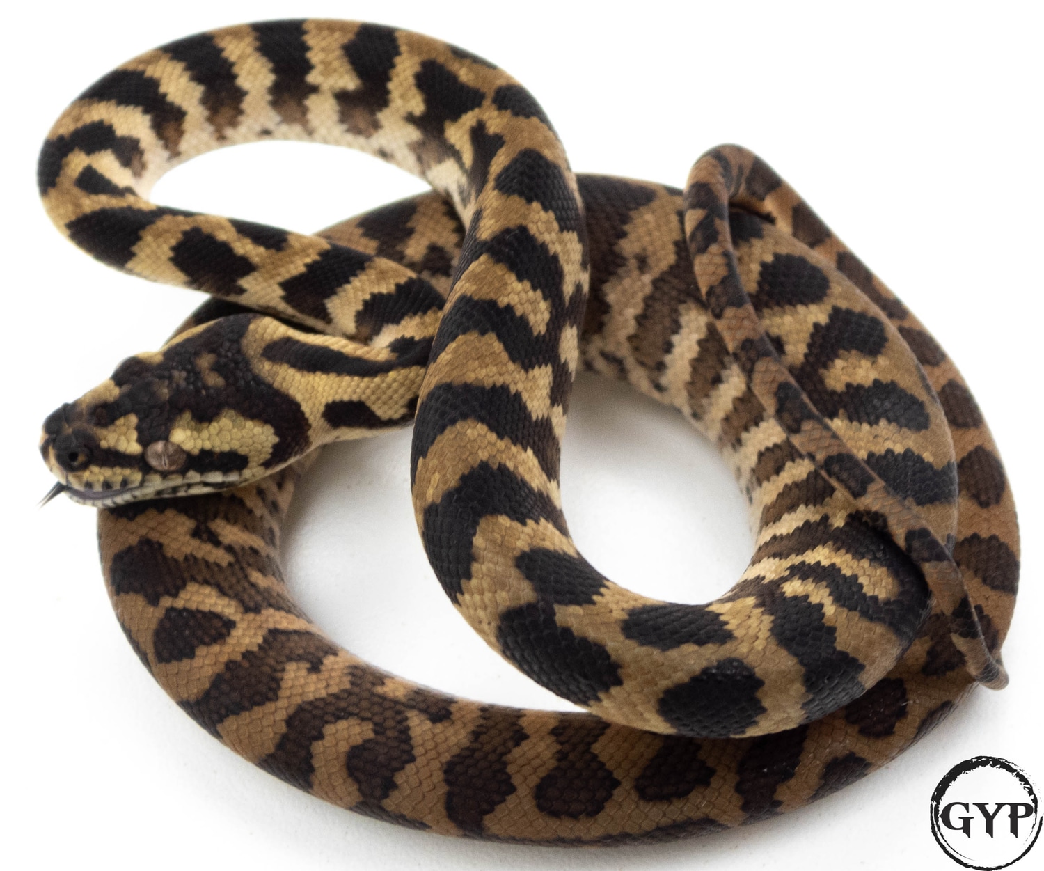 Darwin Carpet Python by Gopher Your Pet - MorphMarket