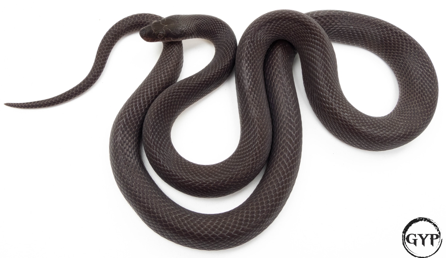 Black African House Snake by Gopher Your Pet - MorphMarket