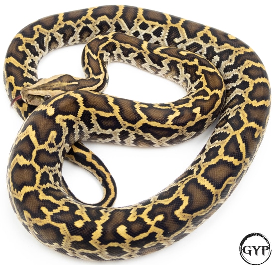Burmese Python Het Albino/Granite Possible Het Green by Gopher Your Pet