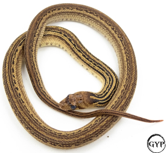 Solano County, Vacaville, CA Locality Striped Pacific Gopher Snake by ...