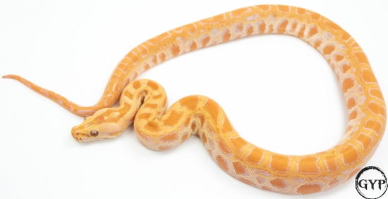 Albino Burmese Python Het Green by Gopher Your Pet