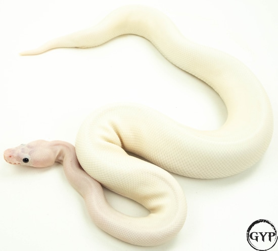 White Wedding Ball Python by Gopher Your Pet