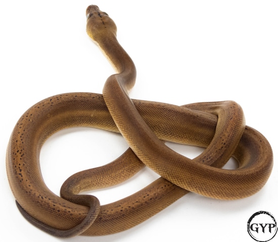 Platinum Sunfire Golden Child Reticulated Python by Gopher Your Pet