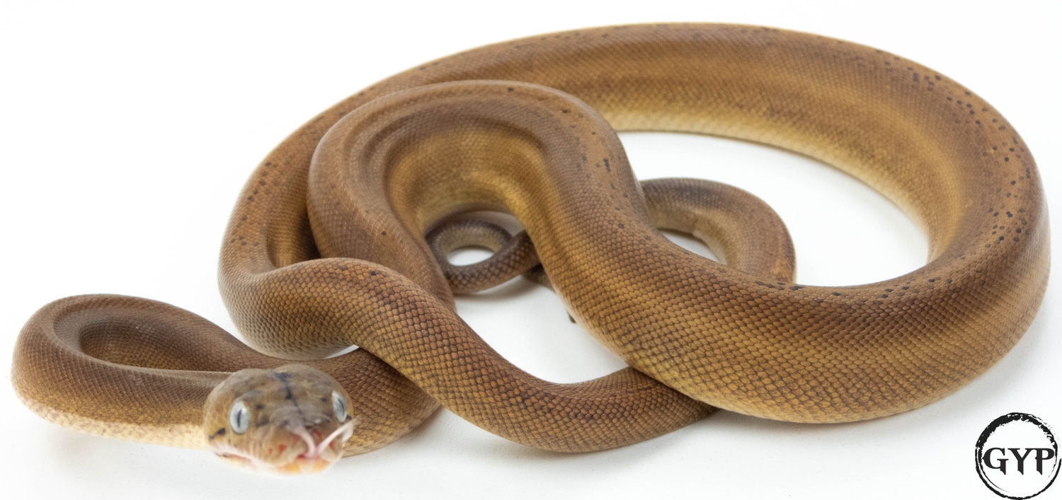 Platinum Sunfire Golden Child Reticulated Python by Gopher Your Pet ...