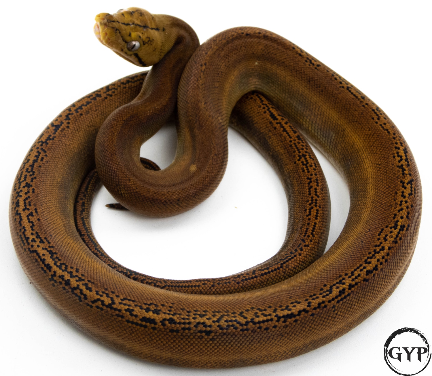 Platinum Sunfire Golden Child Reticulated Python by Gopher Your Pet ...