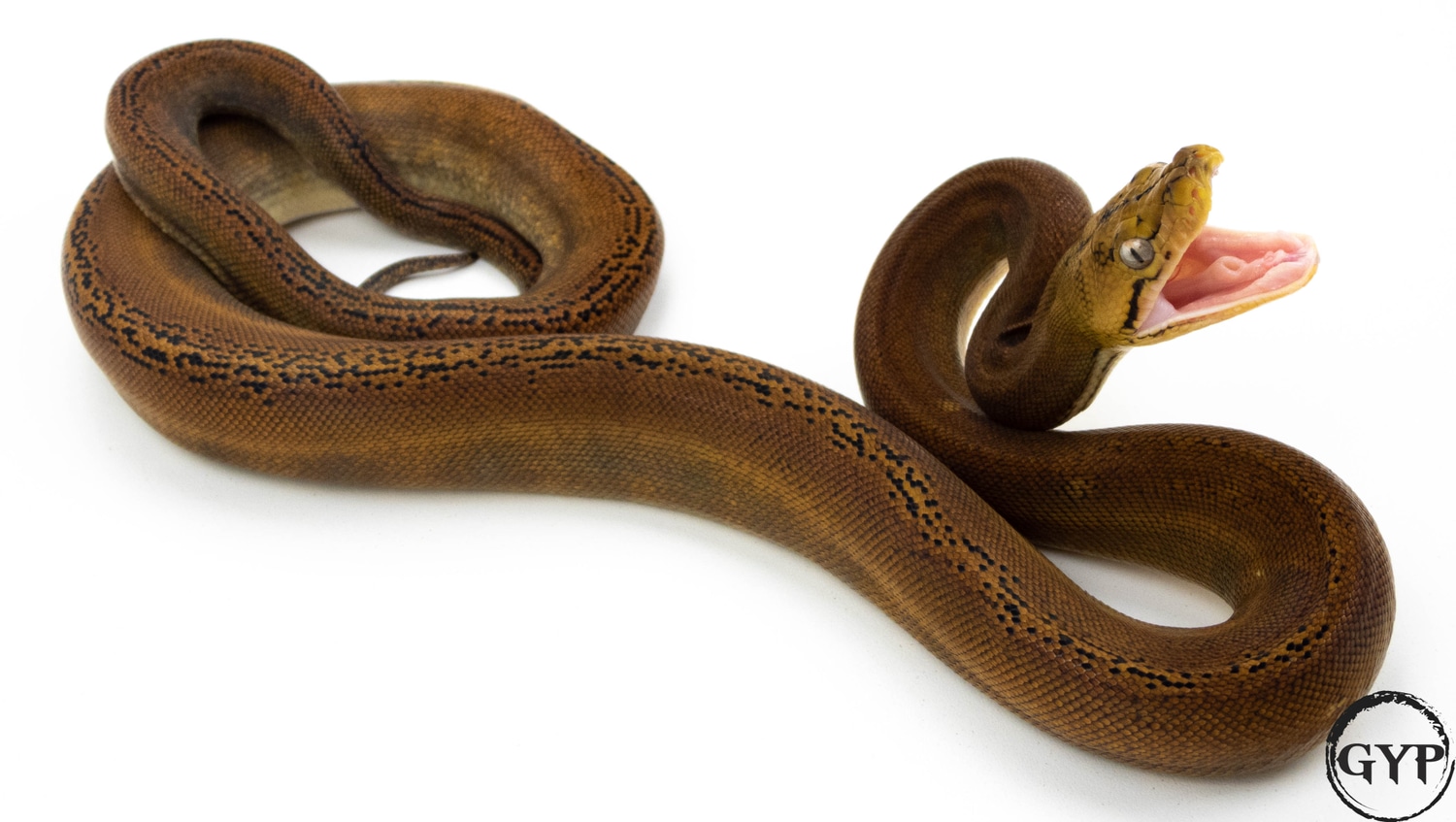 Platinum Sunfire Golden Child Reticulated Python by Gopher Your Pet ...