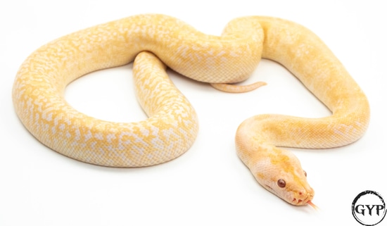 Albino Granite Burmese Python by Gopher Your Pet