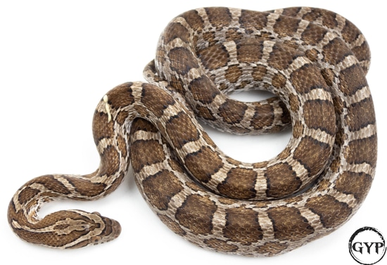 Emory Other Rat Snake by Gopher Your Pet