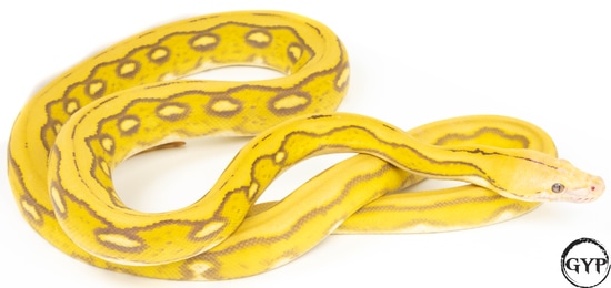 Mochino Tiger Reticulated Python by Gopher Your Pet