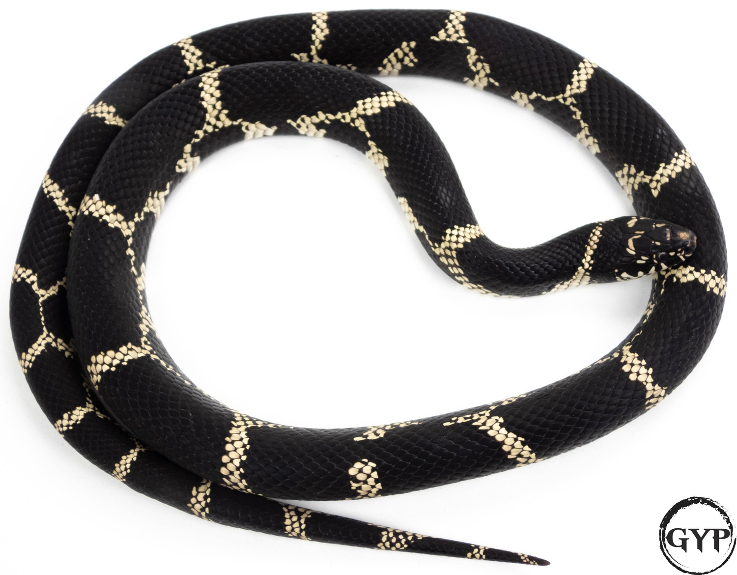 Chain Kingsnake Eastern Kingsnake by Gopher Your Pet - MorphMarket