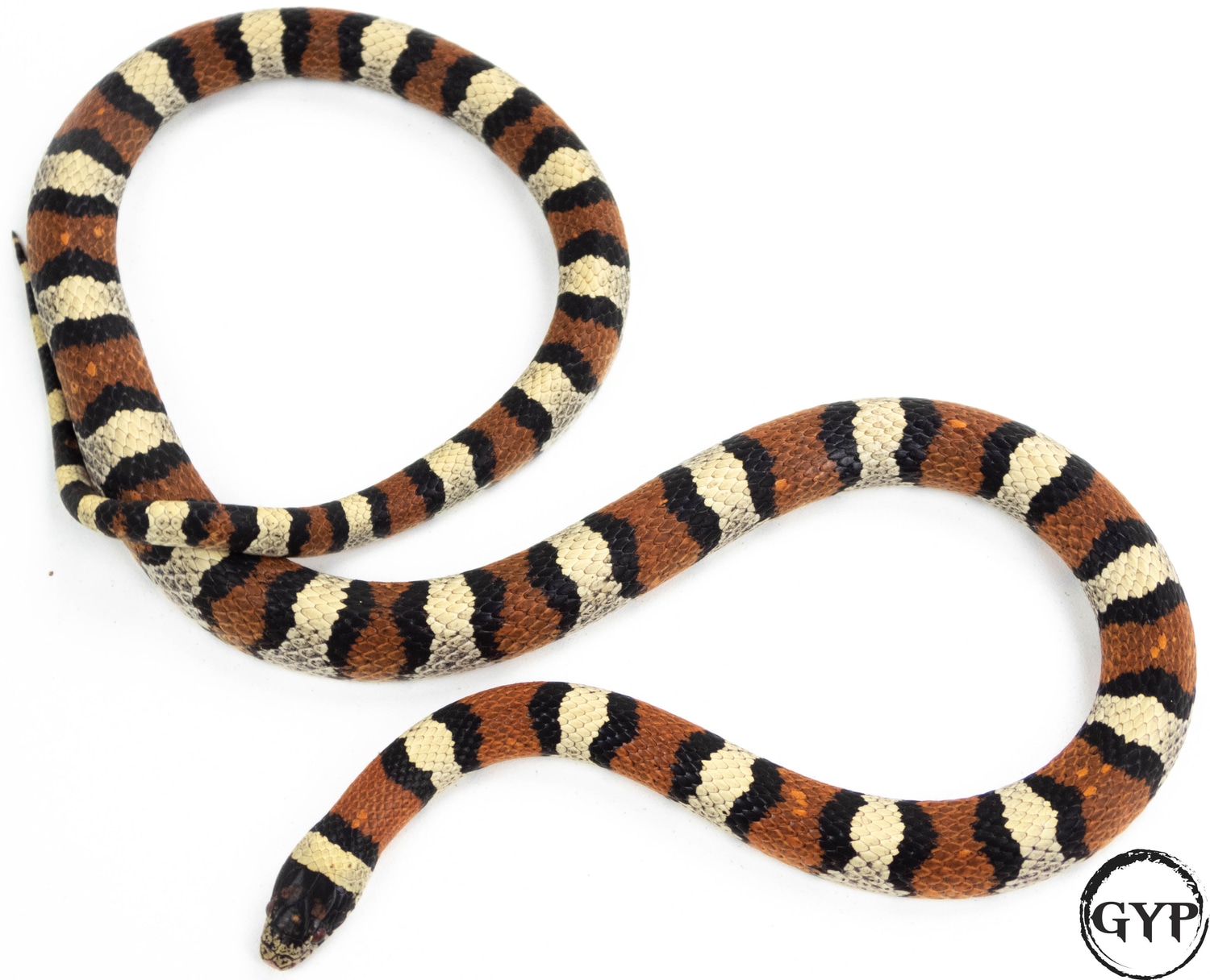 Russell, KS Locality Western Milksnake Central Plains Milk Snake by ...
