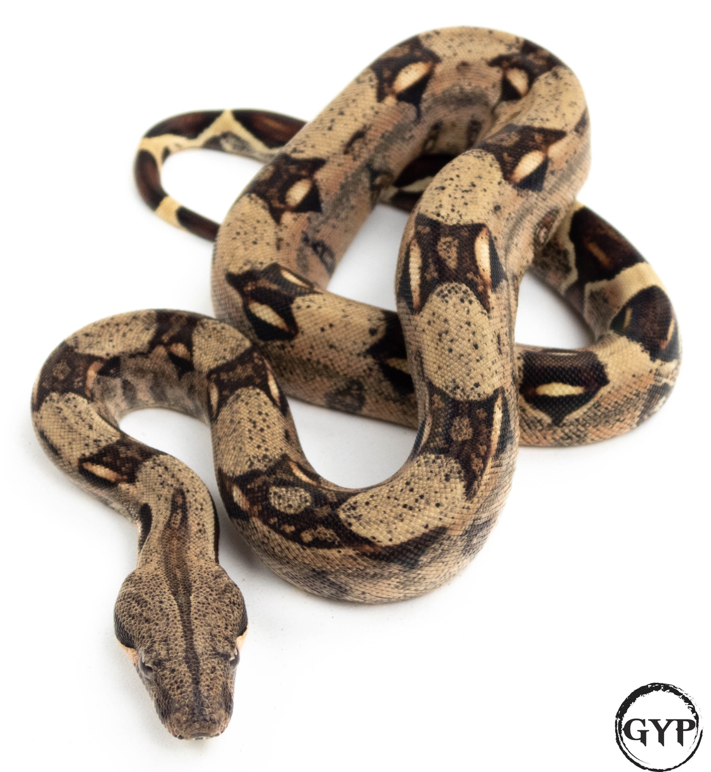 Dad-Costa Rican. Mom-Peruvian Boa Constrictor by Gopher Your Pet ...