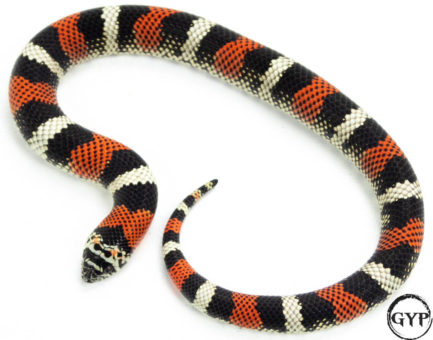 Snake Tri-color Hognose by Gopher Your Pet - MorphMarket
