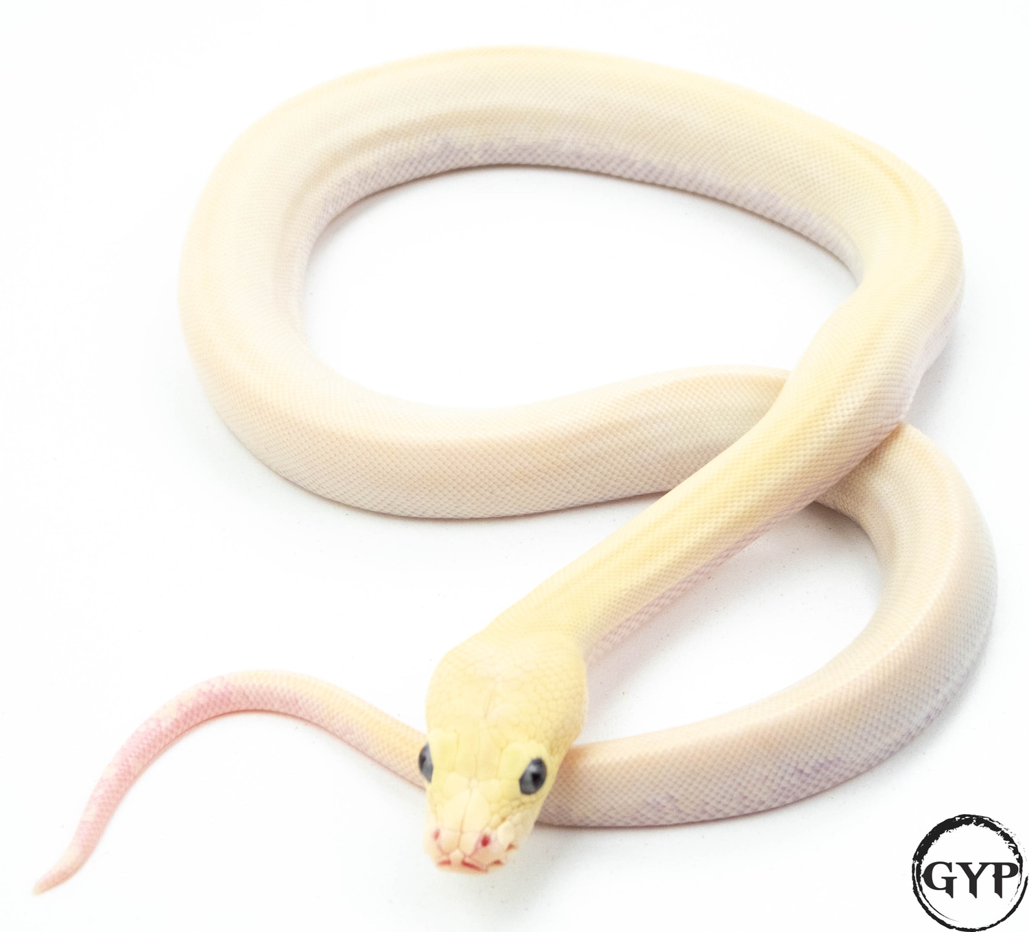 Ivory Het Albino Burmese Python by Gopher Your Pet - MorphMarket