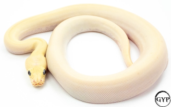 Ivory Burmese Python Het Albino by Gopher Your Pet