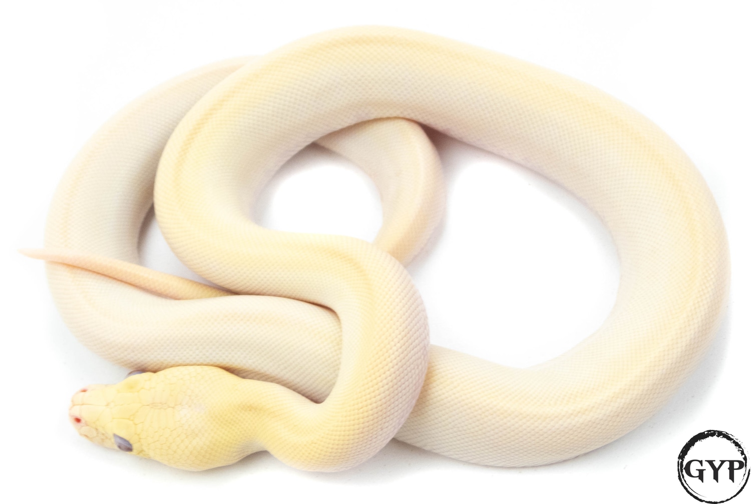 Blizzard Burmese Python by Gopher Your Pet - MorphMarket