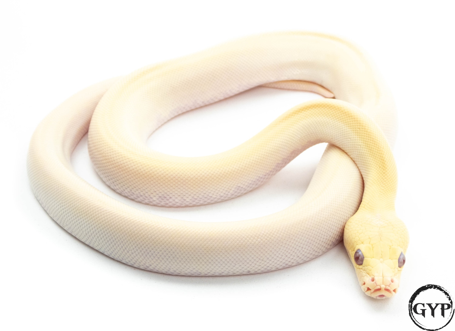 Blizzard Burmese Python by Gopher Your Pet - MorphMarket