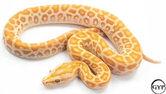 Pearl Burmese Python by Gopher Your Pet