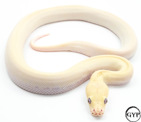 Blizzard Burmese Python by Gopher Your Pet