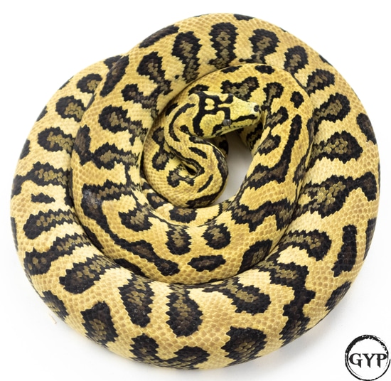 Jungle/Jaguar Carpet Python Jungle Carpet Python by Gopher Your Pet