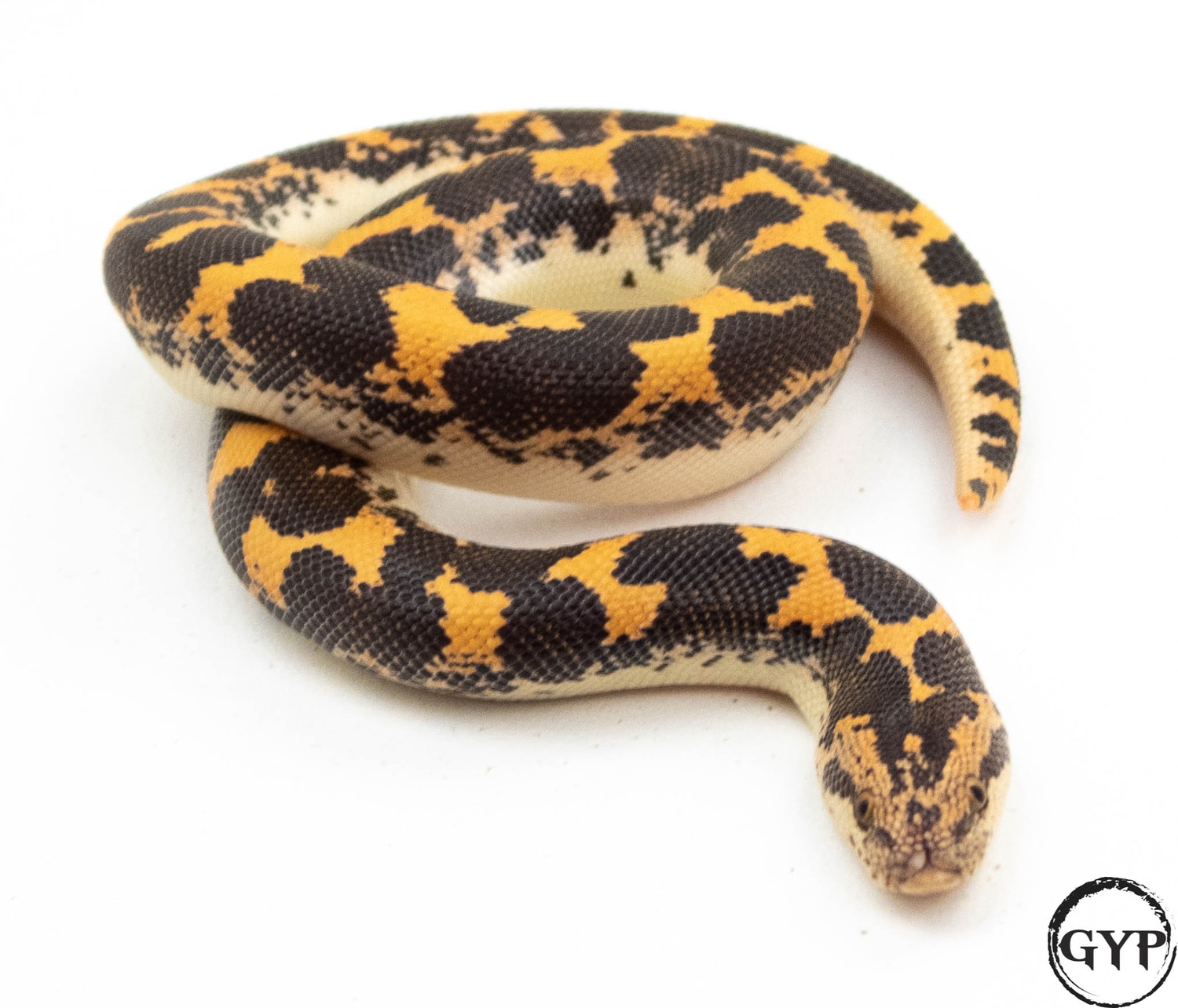 Het Albino Paradox Kenyan Sand Boa by Gopher Your Pet - MorphMarket