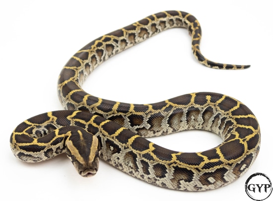 Burmese Python by Gopher Your Pet