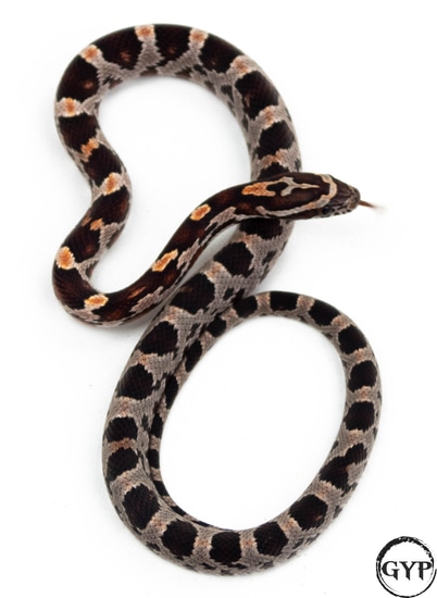 Port St. Joe, FL Locality Corn Snake by Gopher Your Pet