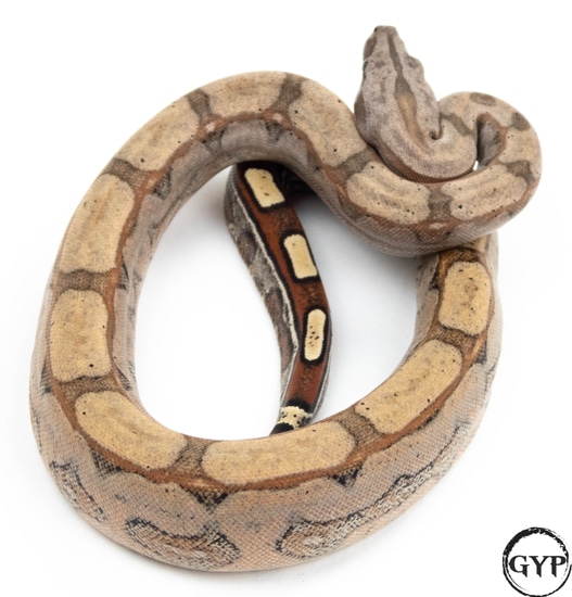 Roswell Ladder Tail 100% Het Kahl Boa Constrictor by Gopher Your Pet
