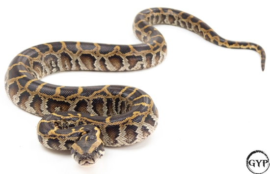 Burmese Python by Gopher Your Pet