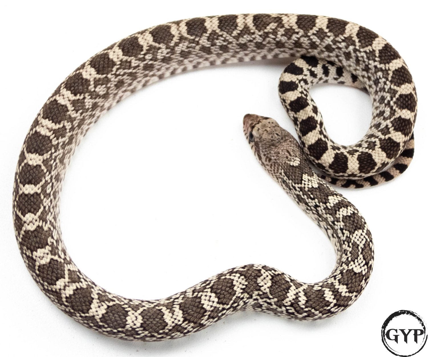Ballum Axanthic Het Albino/Hypo/White-sided Bullsnake by Gopher Your ...