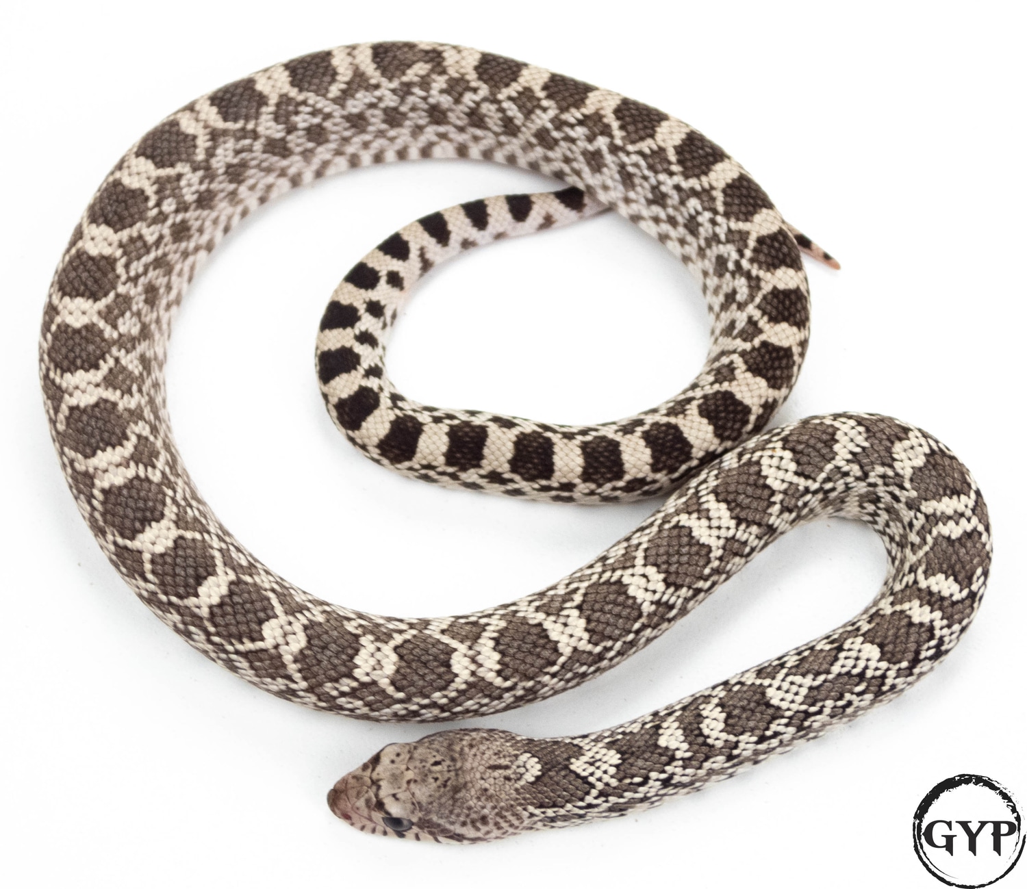 Ballum Axanthic Het Albino/Hypo/White-sided Bullsnake by Gopher Your ...