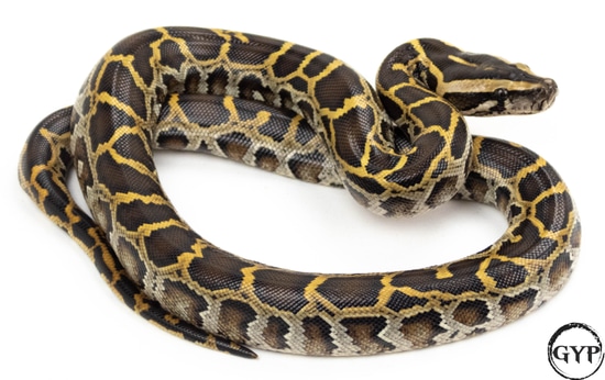 Burmese Python by Gopher Your Pet