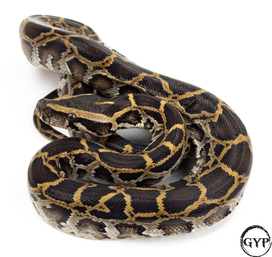 Burmese Python by Gopher Your Pet