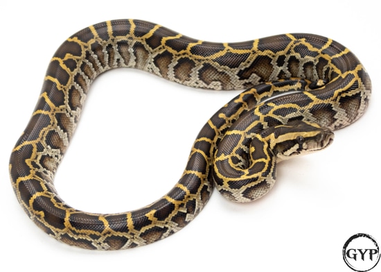 Burmese Python by Gopher Your Pet
