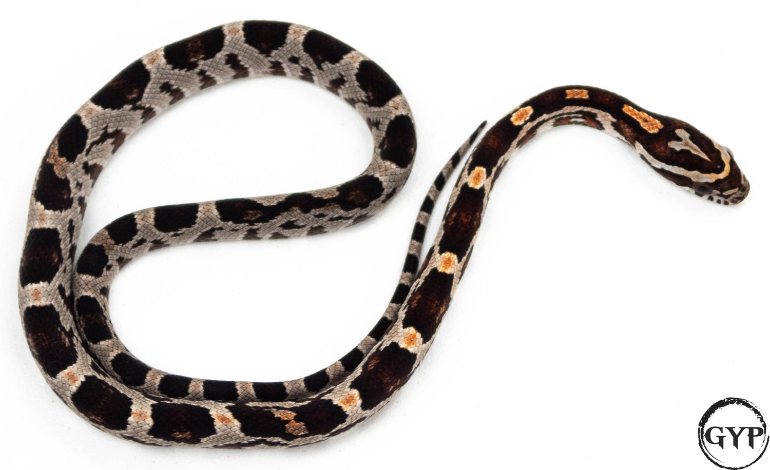 Port St. Joe, FL Locality Corn Snake by Gopher Your Pet - MorphMarket