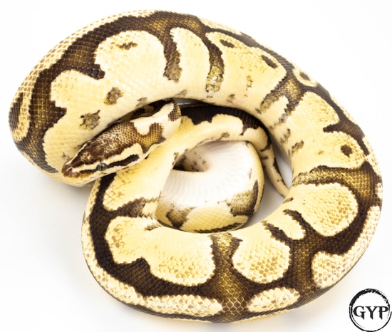Pastel Vesper Ball Python by Gopher Your Pet