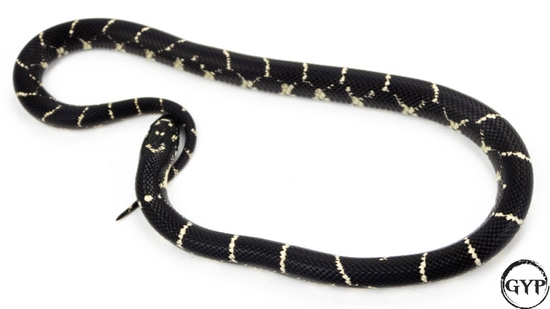 Eastern Chain Kingsnake Eastern Kingsnake by Gopher Your Pet