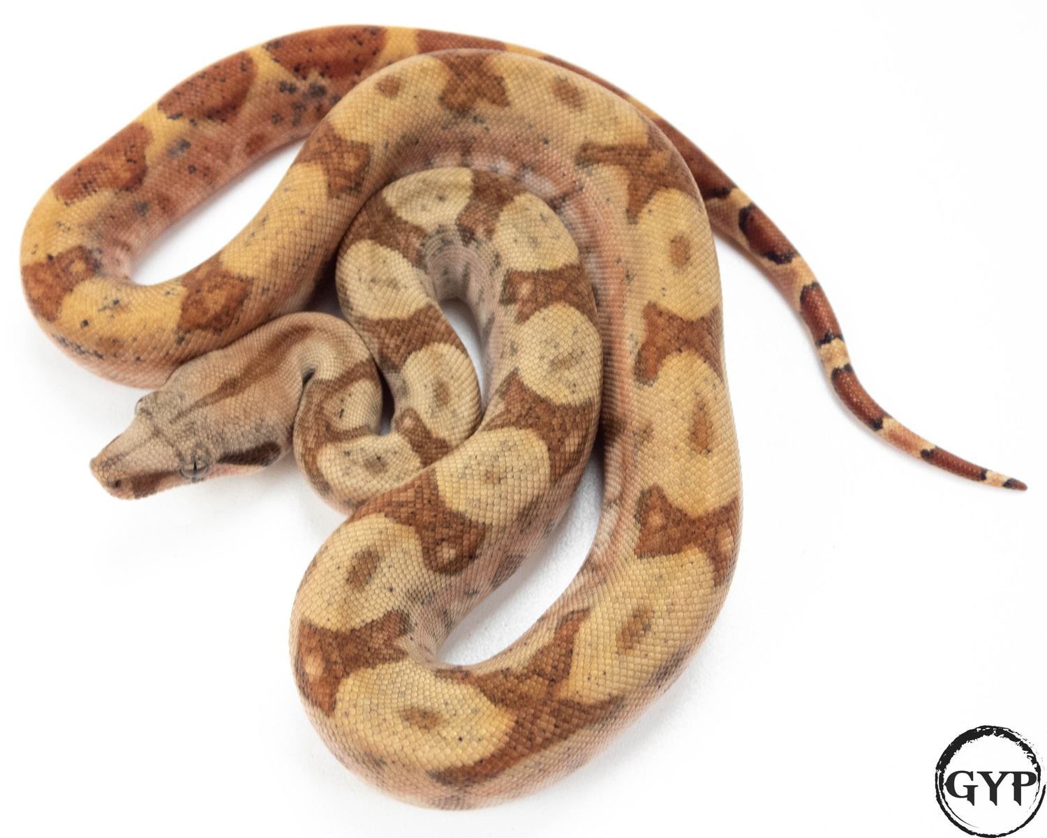 Sunset Het Blood Boa Constrictor by Gopher Your Pet - MorphMarket