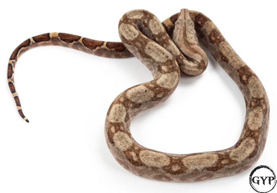 Sunset Het Blood Boa Constrictor by Gopher Your Pet